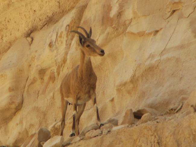 Yoaview | עַל פְּנֵי צוּרֵי הַיְּעֵלִים